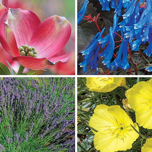 Favorite Plants Improved for Your Region - Fine Gardening