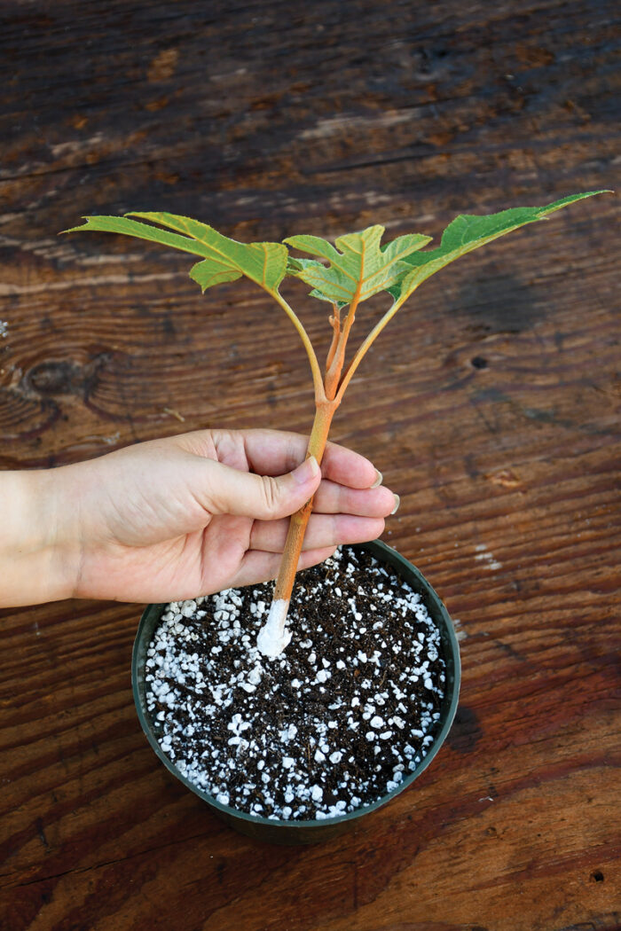 Six Simple Steps for Stem-Cutting Success - Fine Gardening