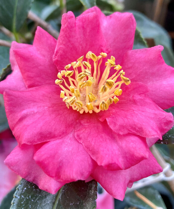Colorful Camellias for the Winter Garden in Northern California - Fine ...