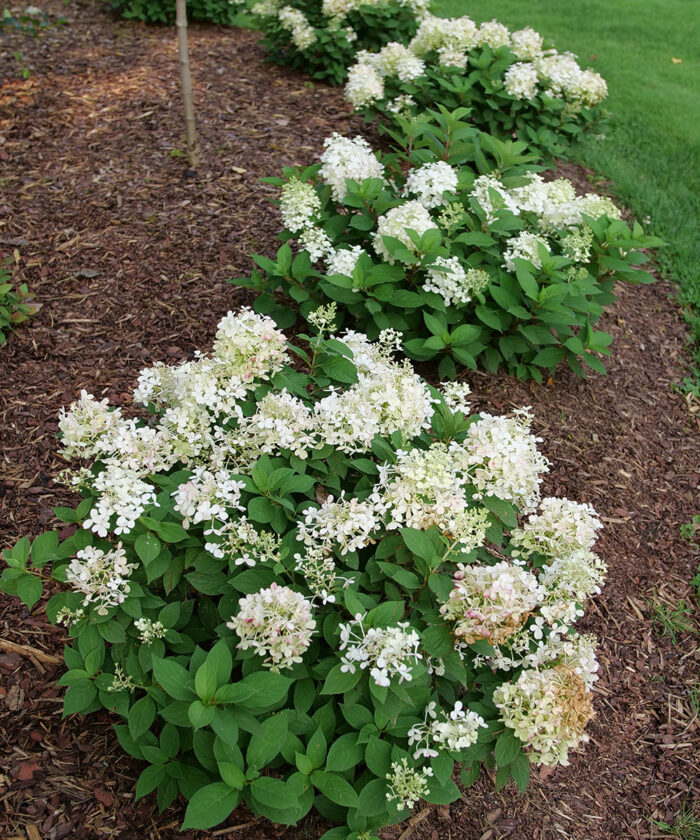 New Hydrangeas for the Northern Plains - Fine Gardening