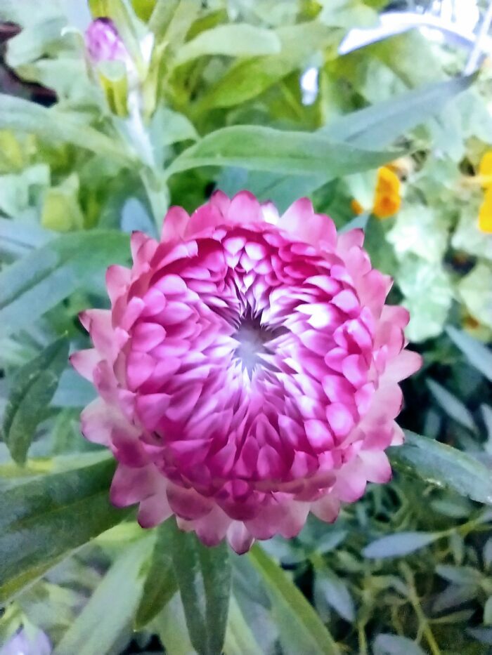 More Blooms From Mary - Fine Gardening