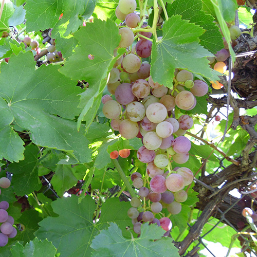 Identify Ornamental Grapevines