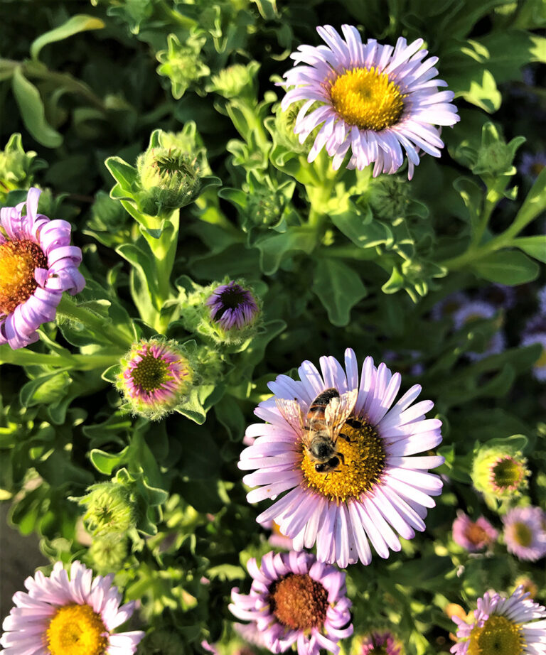 Great Native Plants for Gardens in Northern California - Fine Gardening