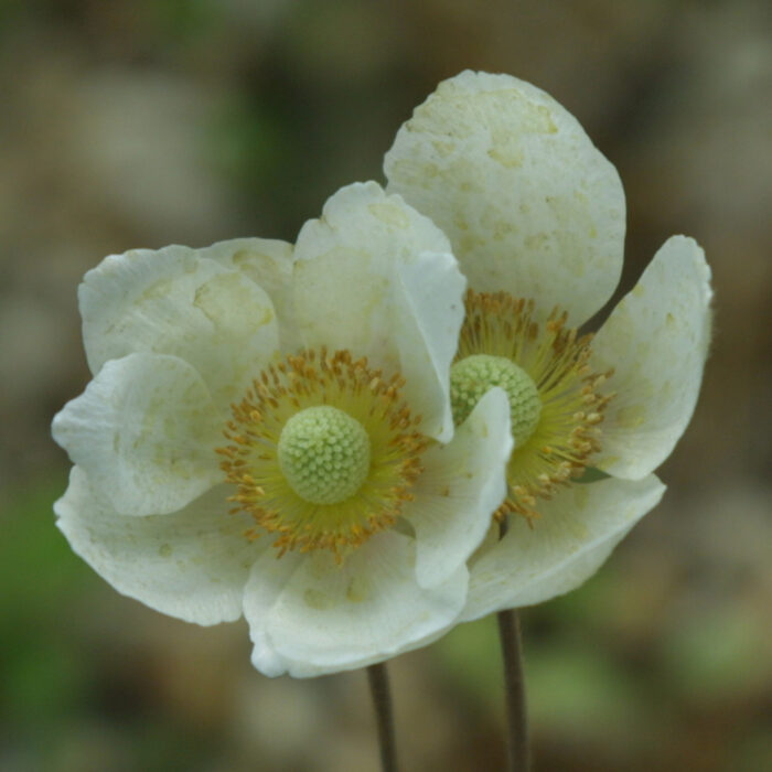 Shade-Loving Perennials for the Mountain West - Fine Gardening