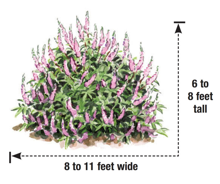Galactic Pink® Chaste Tree Delivers an Out-of-This-World Performance ...