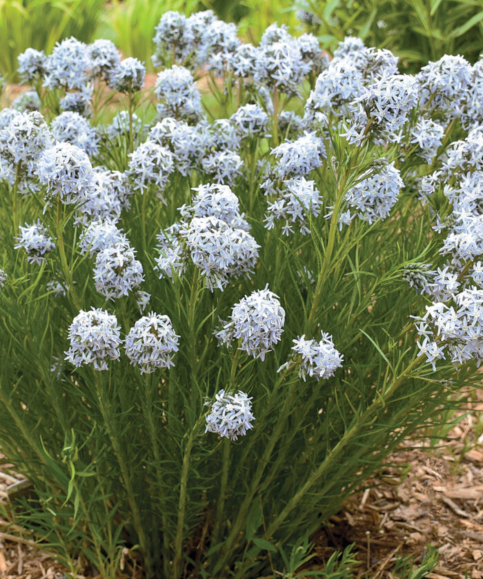 Plants for the Southeast to Add to Your Shopping List - Fine Gardening