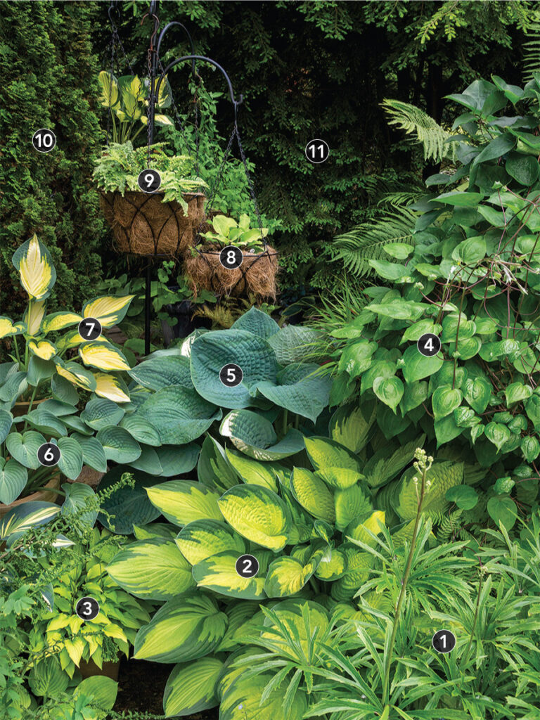 How to Use Hostas in Garden Design: Plant IDs - Fine Gardening