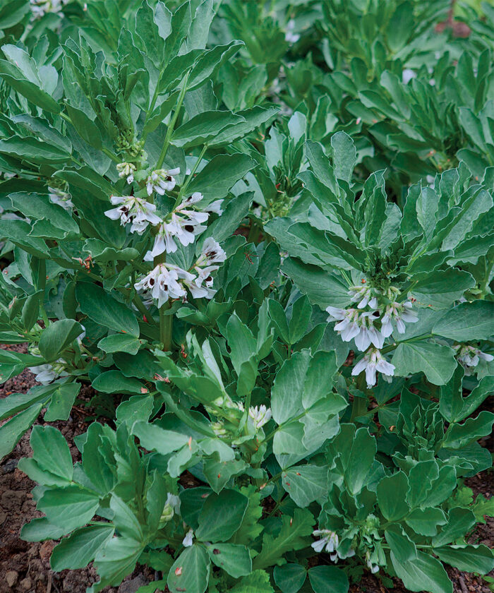 Basics of Growing Fava Beans - Fine Gardening