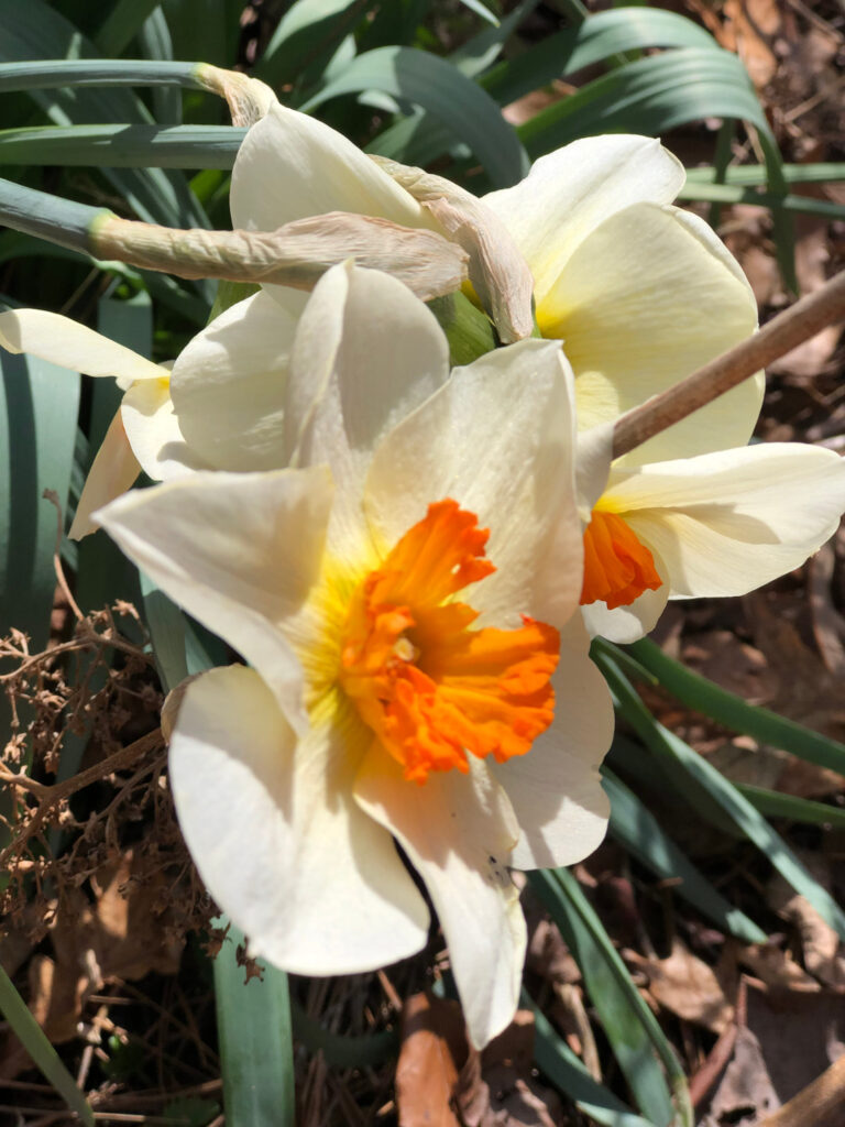 Celebrating Spring With Carla - Fine Gardening