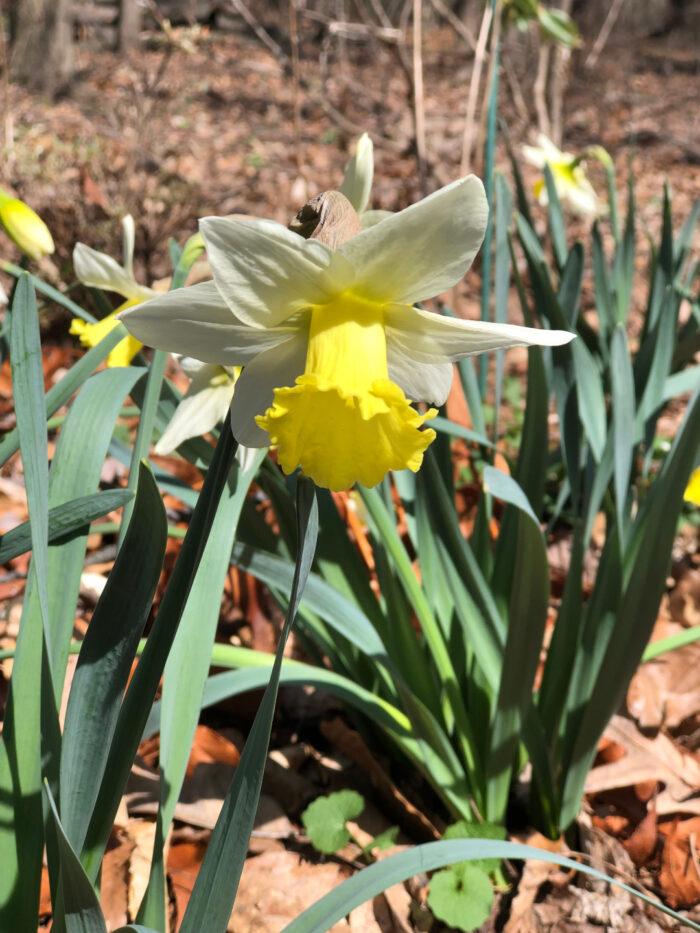 Celebrating Spring With Carla, Part 2 - Fine Gardening