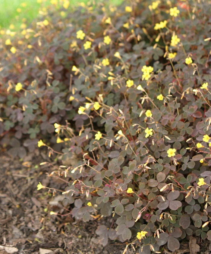 What is a Shamrock and How do You Grow Them? - Fine Gardening