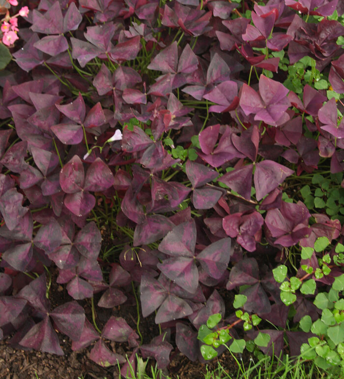 What is a Shamrock and How do You Grow Them? - Fine Gardening