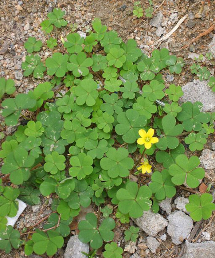 What is a Shamrock and How do You Grow Them? - Fine Gardening