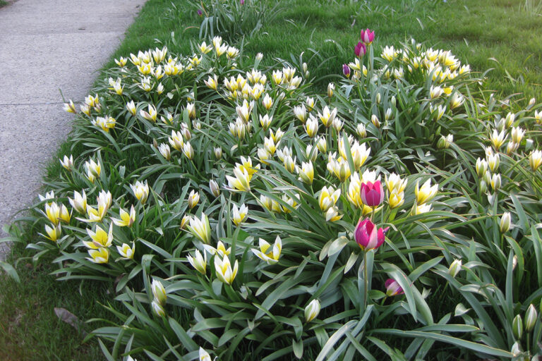 Grow a Beautiful Spring Bulb Lawn - Fine Gardening