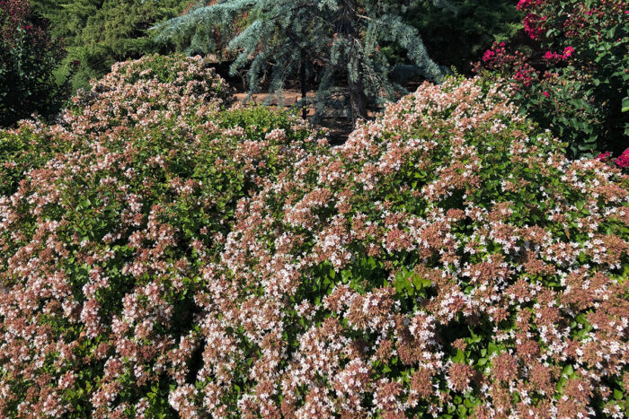 6 Great Plants That Tolerate Both Full-Sun and Shade Conditions - Fine ...