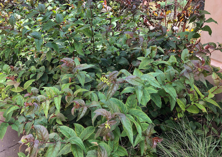 6 Great Plants That Tolerate Both Full-Sun and Shade Conditions - Fine ...