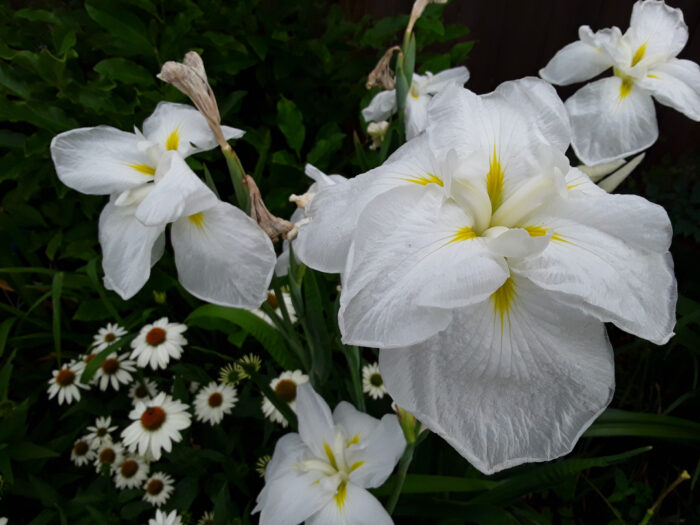 Assorted GPODs - Fine Gardening
