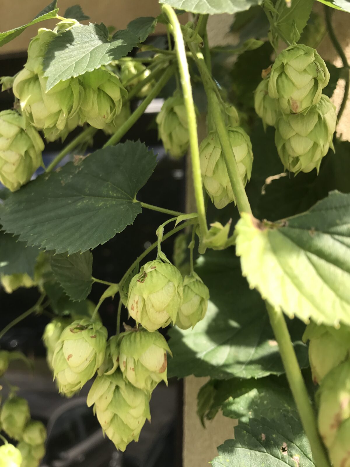 Episode 109: Shopping List Plants - Fine Gardening