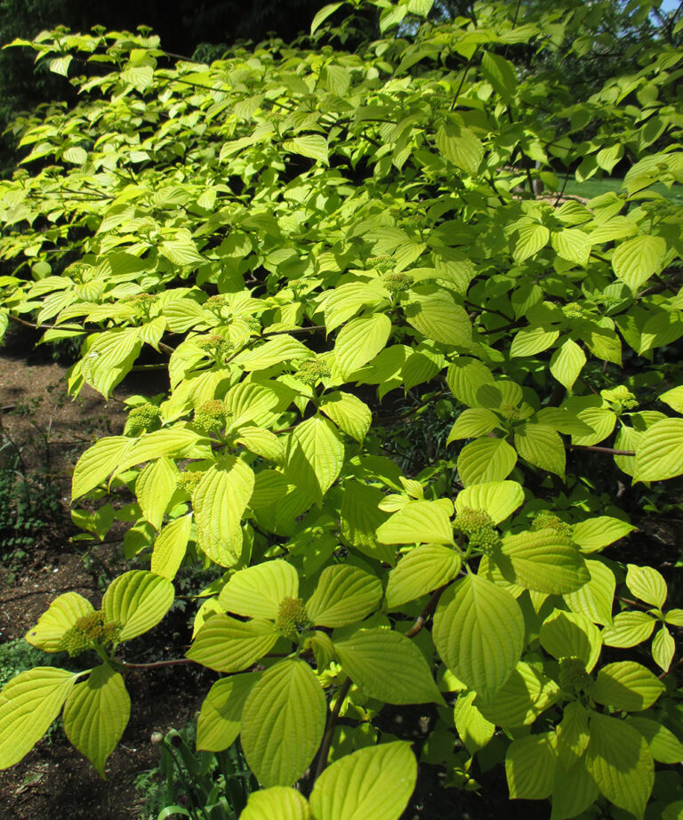 Yellow, Chartreuse, and Golden Shrubs and Trees for Big Garden Impact ...
