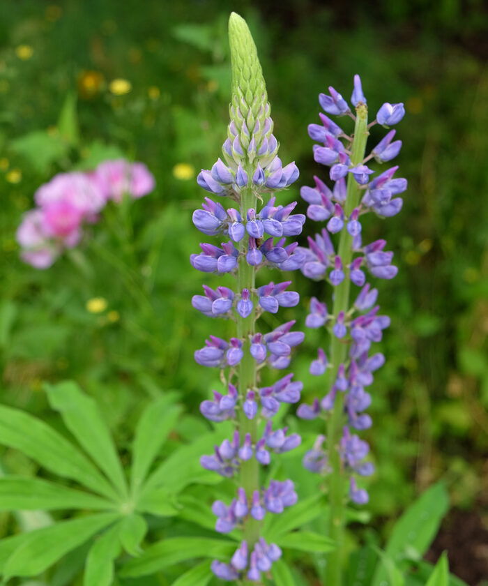How I Grew a Wildflower Meadow in the Pacific Northwest - Fine Gardening
