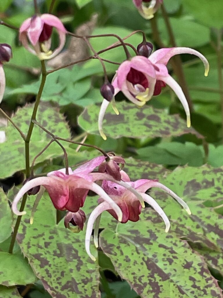 Epimediums from Eric - Fine Gardening