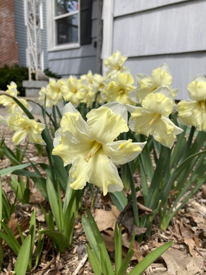 Spring in Northern Indiana - Fine Gardening