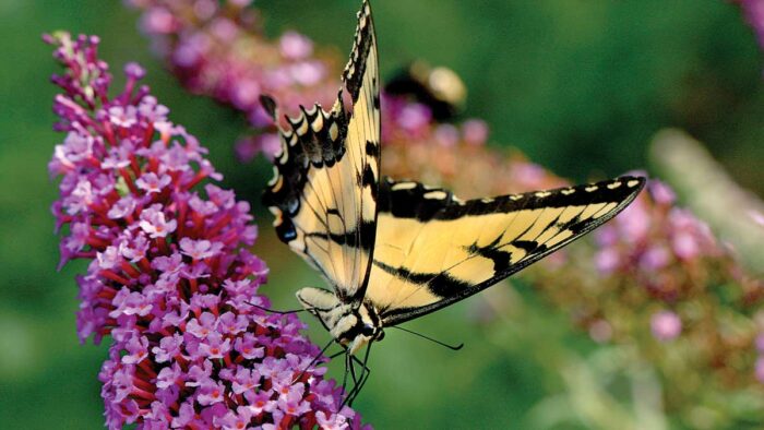 8 Types of Pollinators That Visit the Garden - Fine Gardening