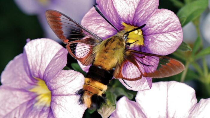 8 Types of Pollinators That Visit the Garden - Fine Gardening