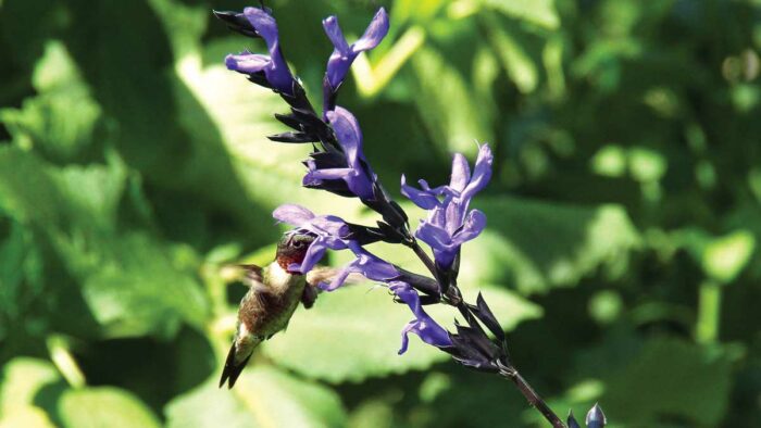 8 Types of Pollinators That Visit the Garden - Fine Gardening