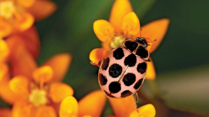8 Types of Pollinators That Visit the Garden - Fine Gardening