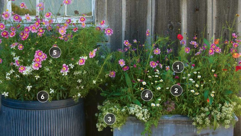 6 Beautiful Pollinator Container-Garden Designs - Fine Gardening
