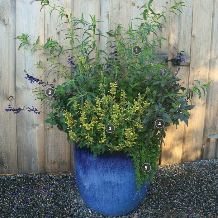 6 Beautiful Pollinator Container-Garden Designs - Fine Gardening