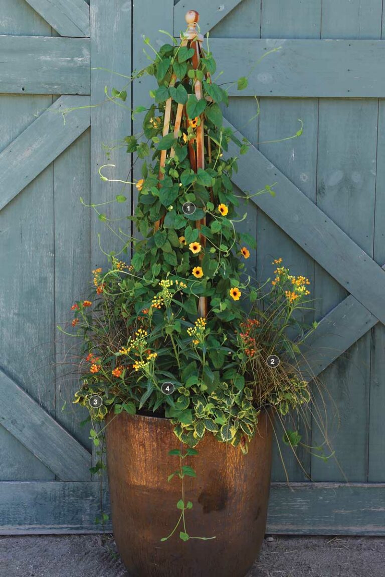 6 Beautiful Pollinator Container-Garden Designs - Fine Gardening