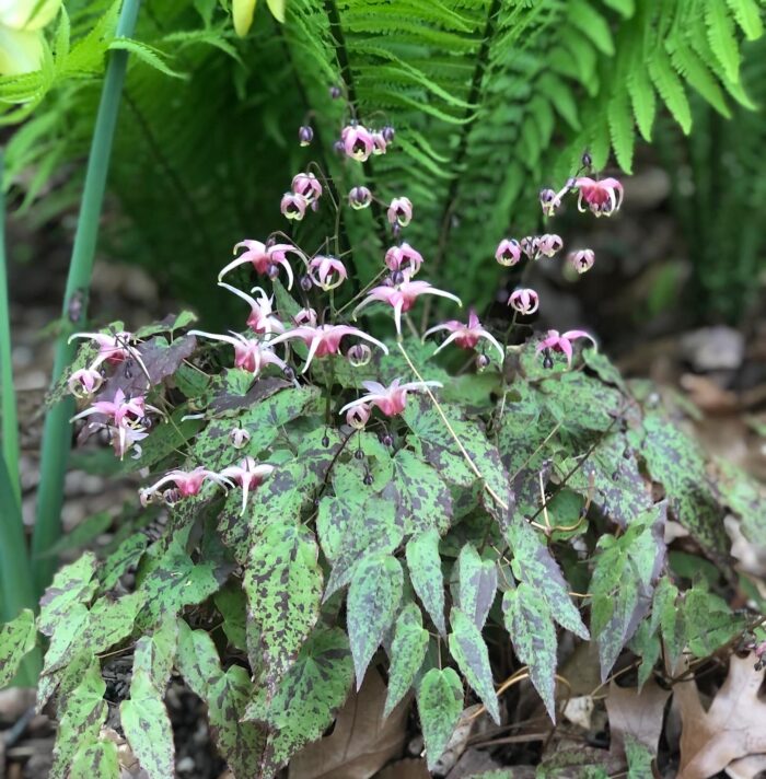 High Spring in Carla’s Garden - Fine Gardening