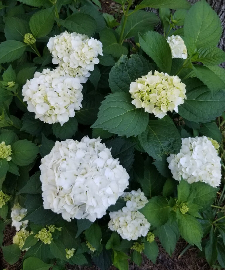 Stunning Hydrangeas for the Southern Garden - Fine Gardening