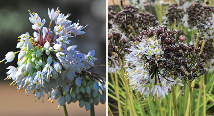 The Best Summer Alliums to Grow: Plant Trial Results - Fine Gardening