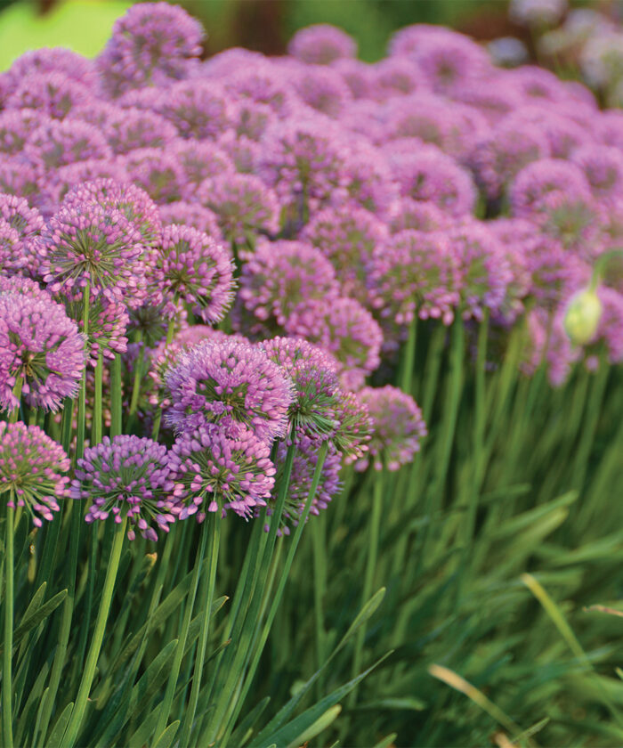 Noteworthy New Summer Alliums - Fine Gardening