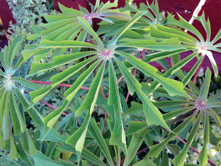 Big and Bold Plants for the Back of the Border - Fine Gardening