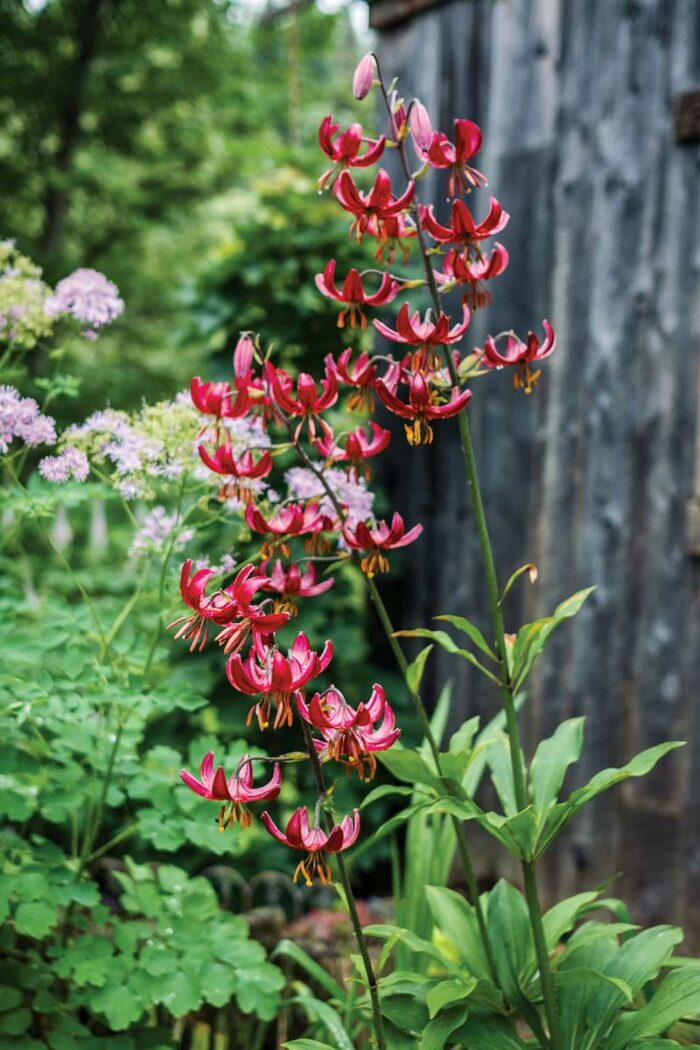 8 Summer Bulbs That Every Garden Needs - Fine Gardening