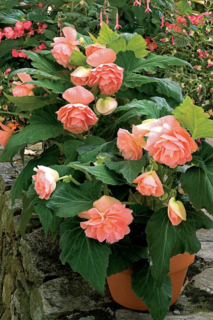 8 Summer Bulbs That Every Garden Needs - Fine Gardening