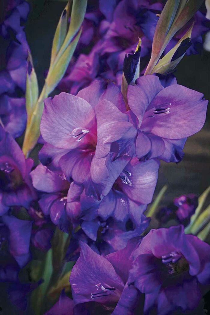 8 Summer Bulbs That Every Garden Needs - Fine Gardening