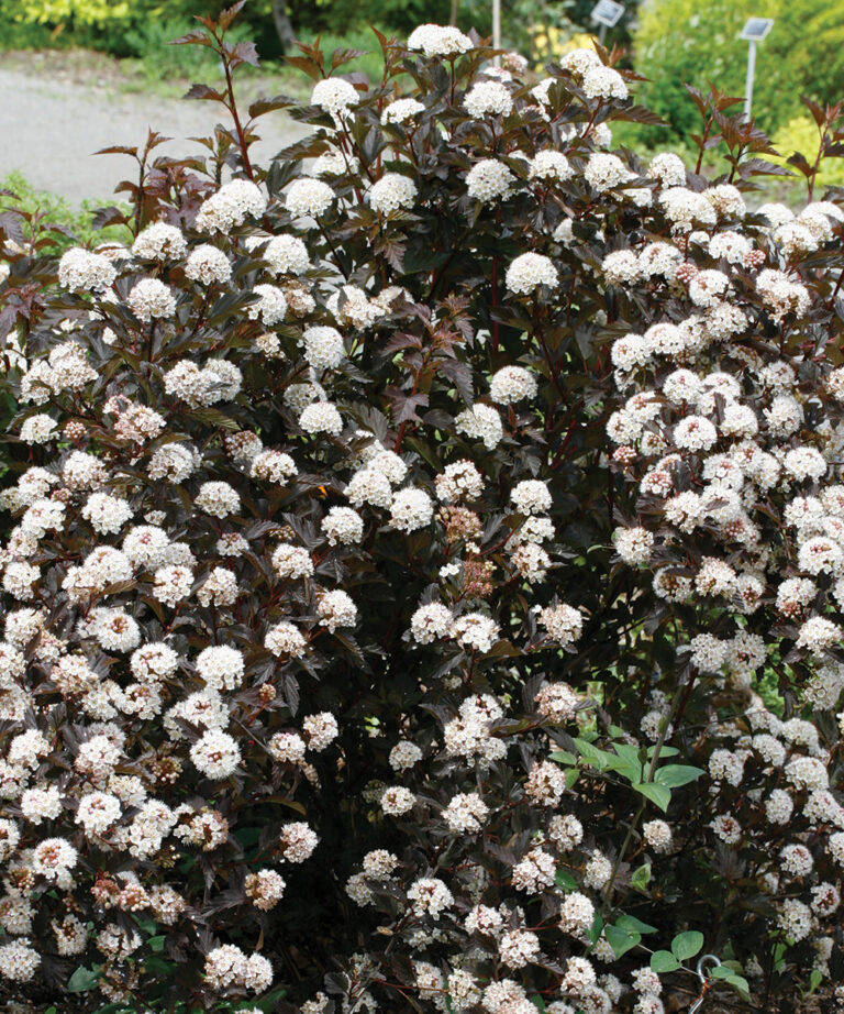 Drought-Tolerant Shrubs for the Mid-Atlantic - Fine Gardening