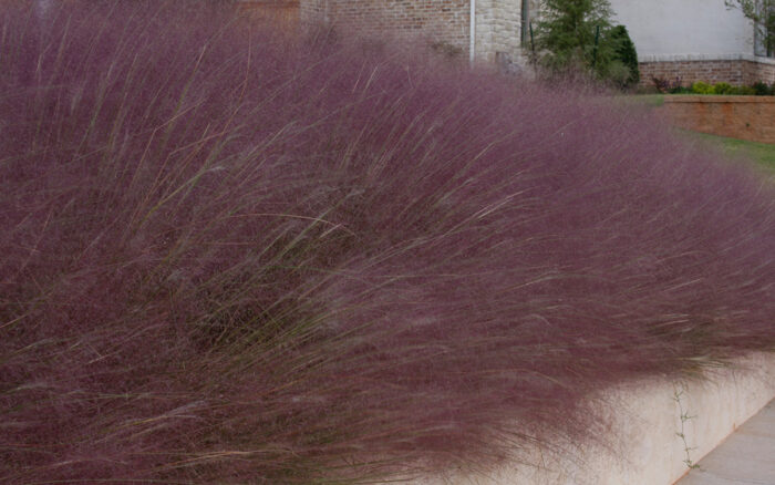 The Best Spiky Container Plants - Fine Gardening