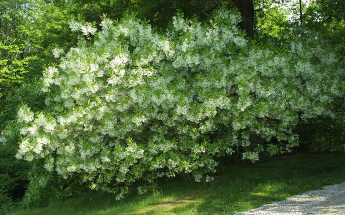 Unique Deciduous Trees for the Southeast - Fine Gardening