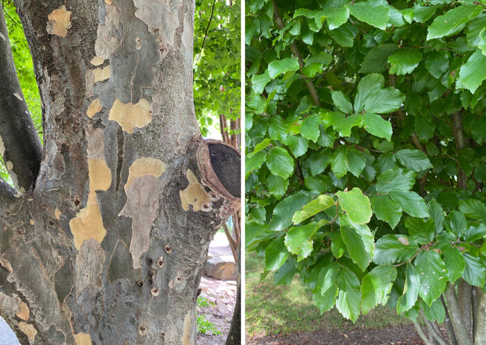 Unique Deciduous Trees for the Southeast - Fine Gardening