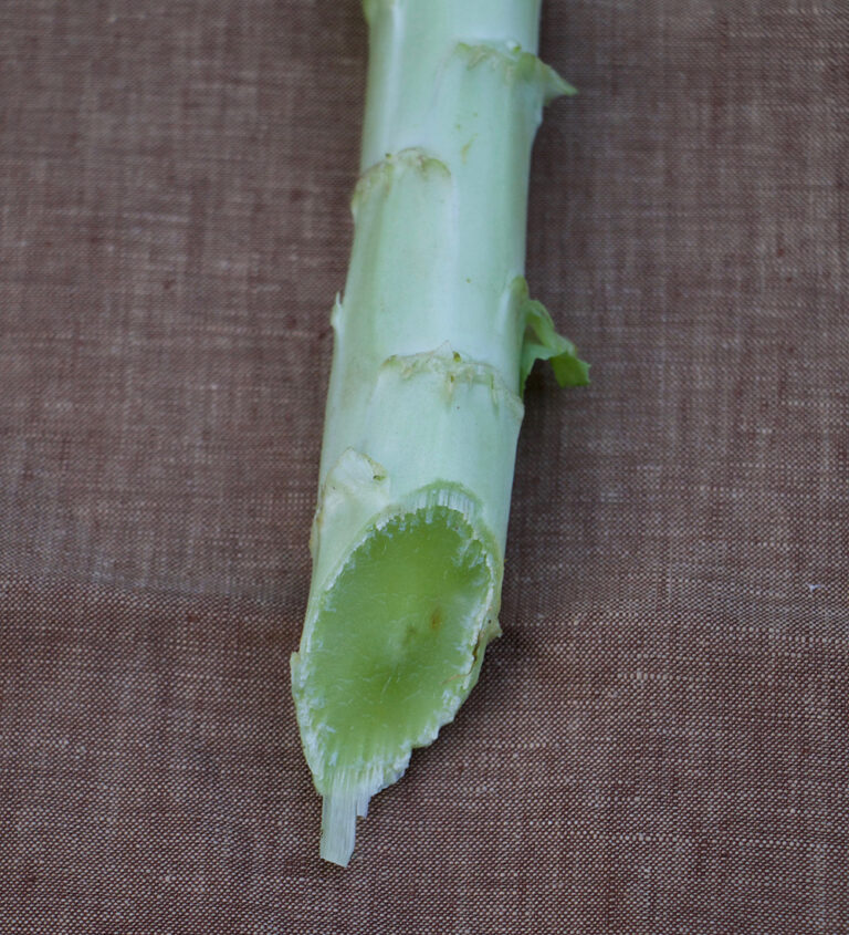 How to Grow Celtuce - Fine Gardening