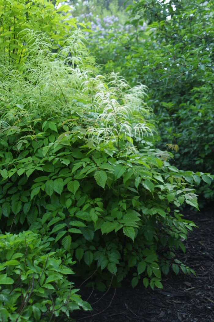 Native Alternatives to Hostas (That Are Deer Resistant) - Fine Gardening