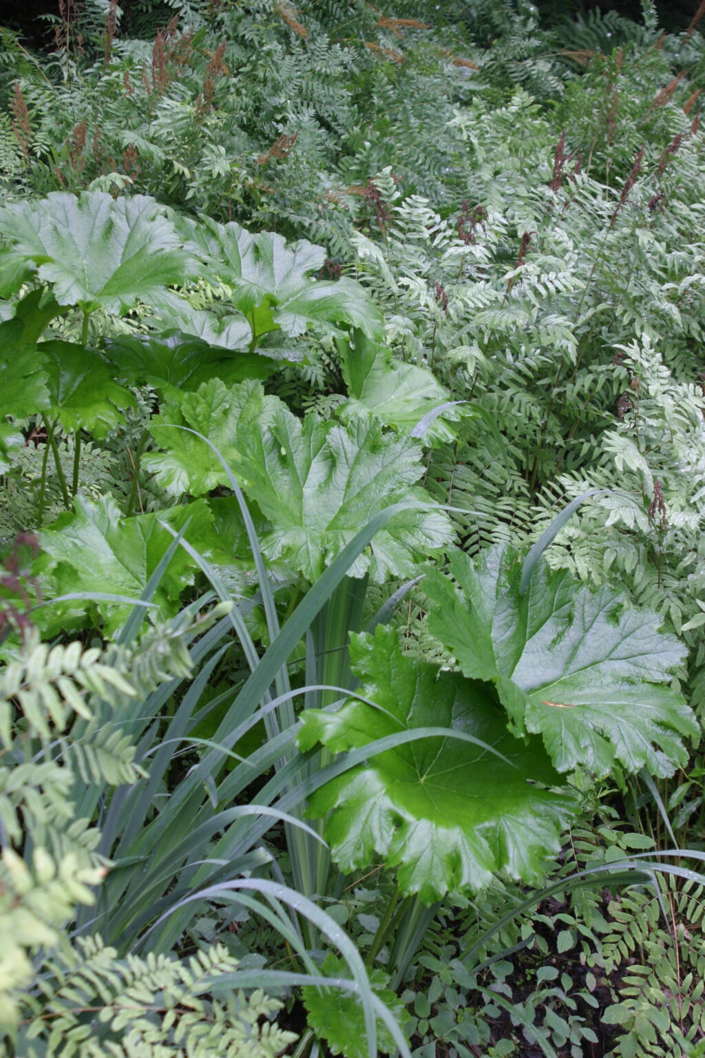 Native Alternatives to Hostas (That Are Deer Resistant) - Fine Gardening