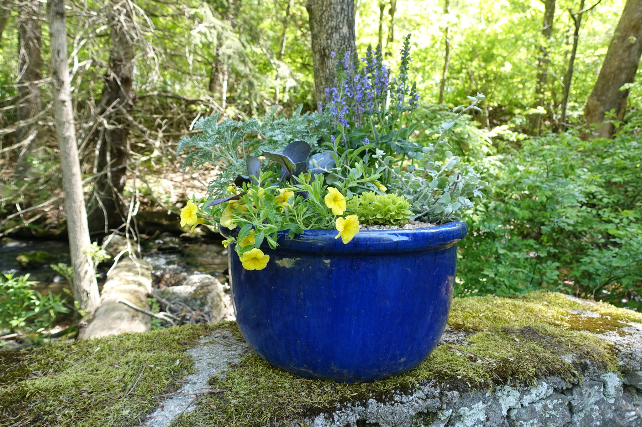 Fine Gardenings Great Garden Container Challenge Fine Gardening