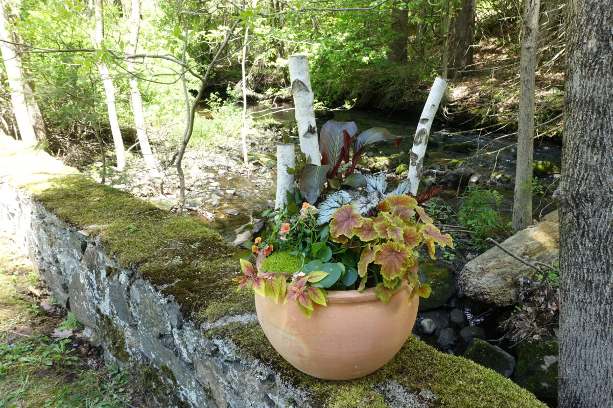 Fine Gardenings Great Garden Container Challenge Fine Gardening